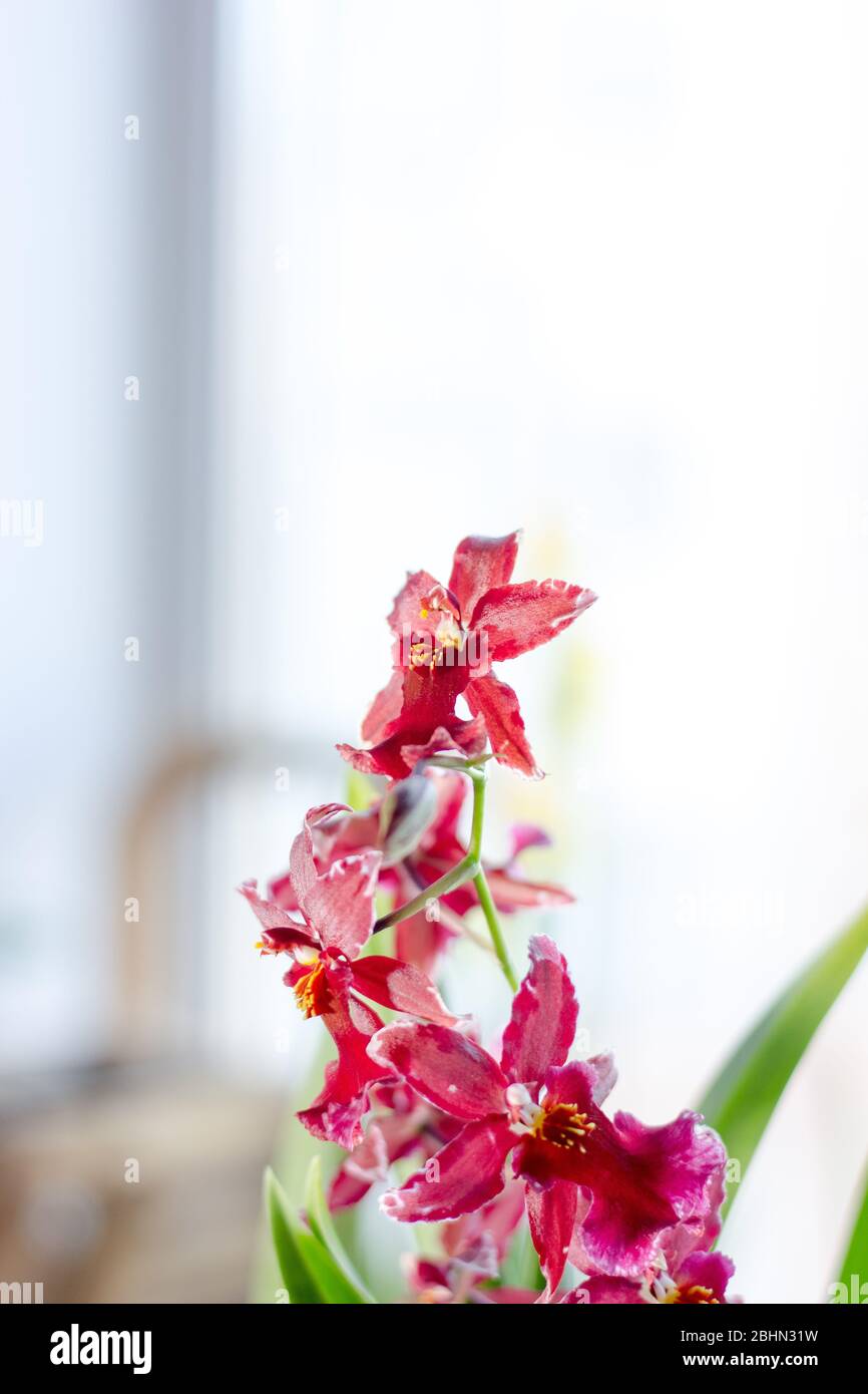 Beautiful miltonia orchid red colored on a window Stock Photo - Alamy