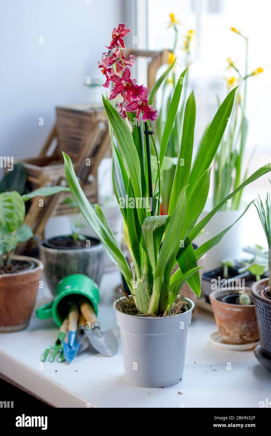 Beautiful miltonia orchid red colored on a window Stock Photo - Alamy