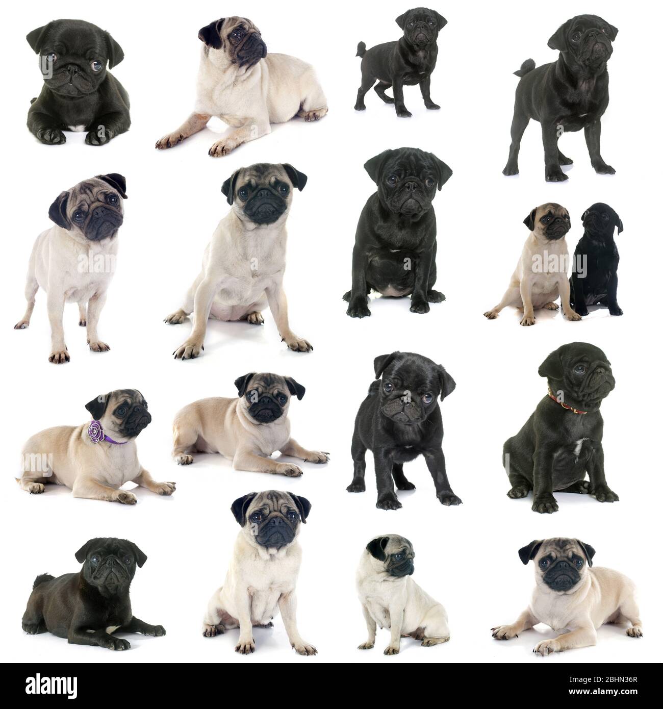 group of pugs in front of white background Stock Photo - Alamy