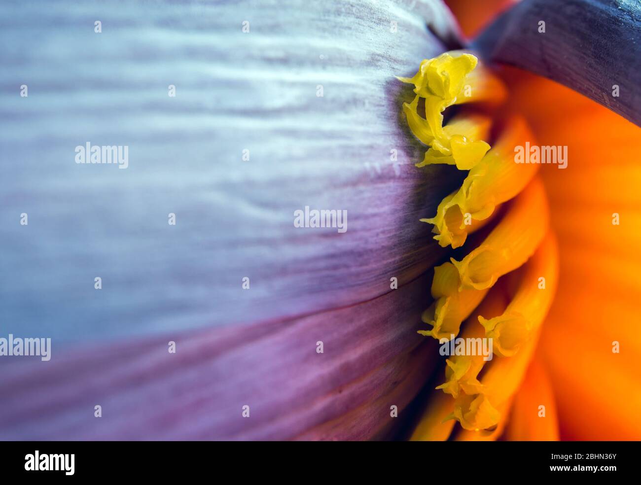 Texture and vivid color of Silver bluggoe banana blossom Stock Photo ...