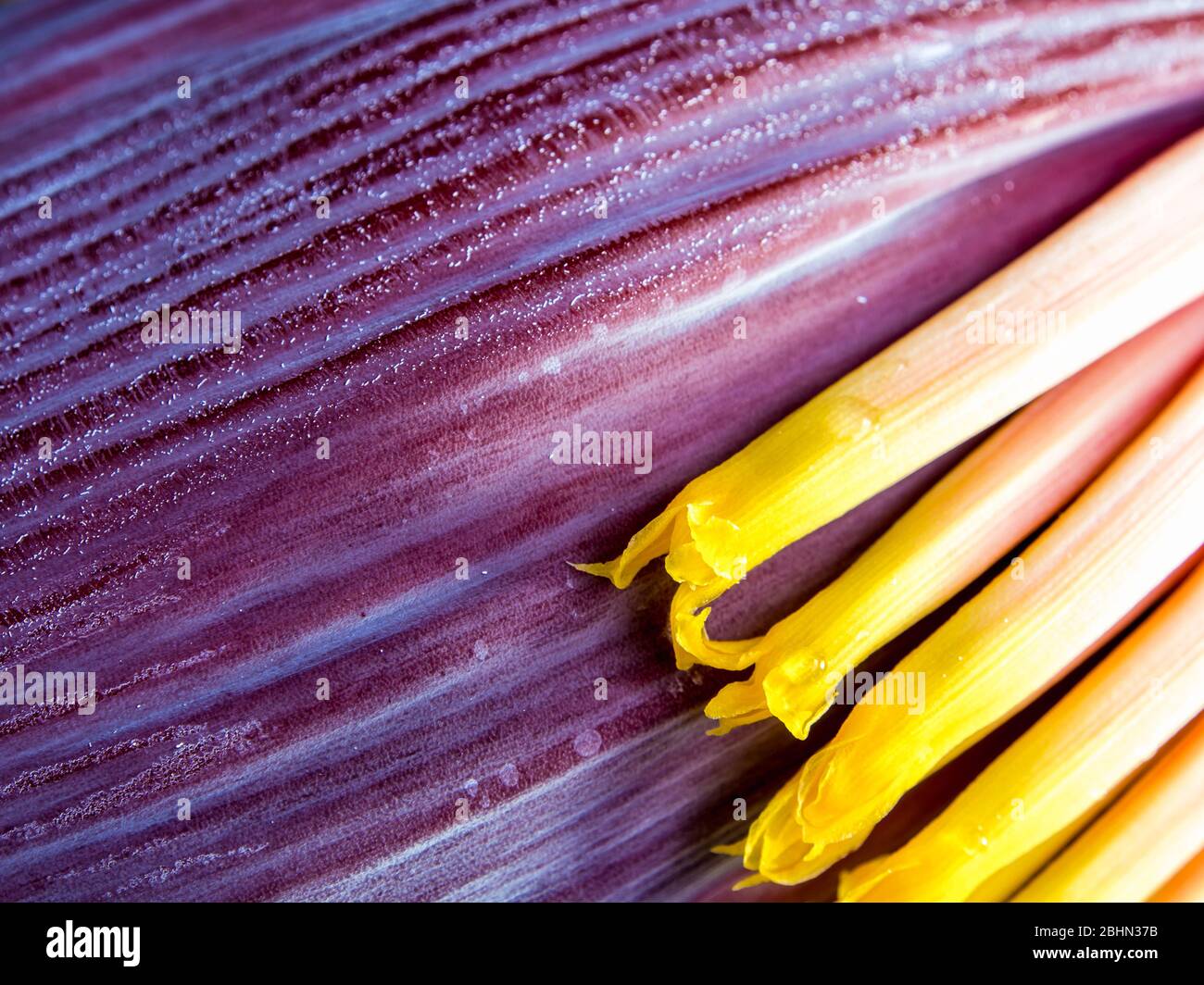 Texture and vivid color of Silver bluggoe banana blossom Stock Photo ...