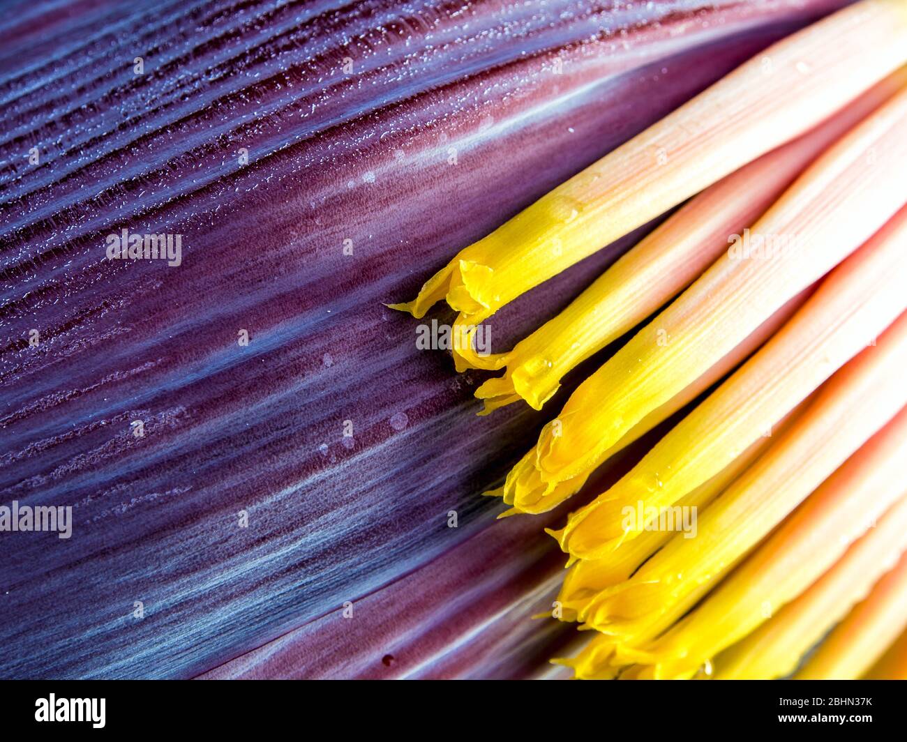 Texture and vivid color of Silver bluggoe banana blossom Stock Photo ...