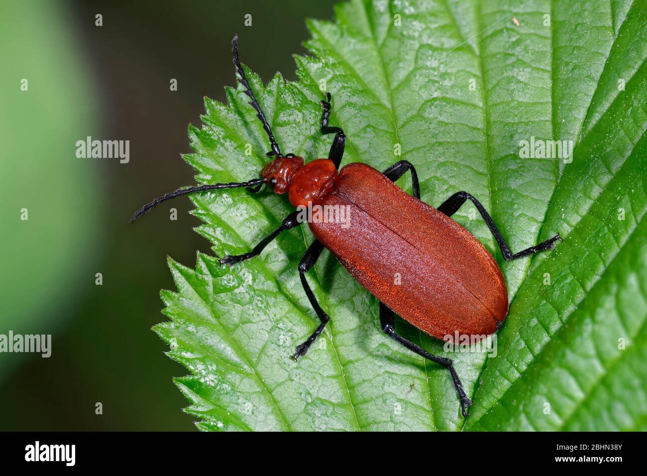 Red headed cardinal beetle hi-res stock photography and images - Alamy