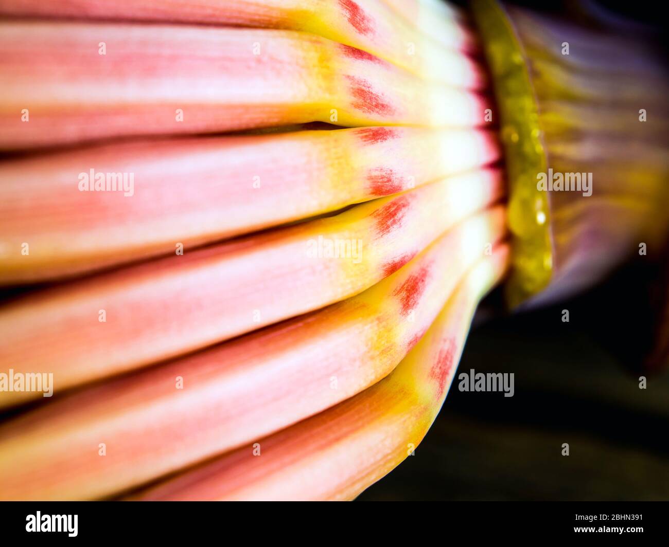 Texture and vivid color of Silver bluggoe banana blossom Stock Photo ...