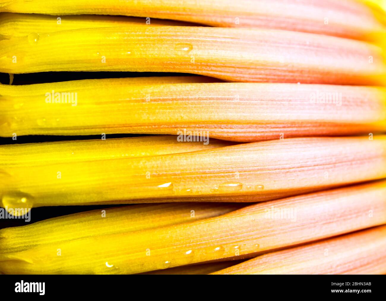 Texture and vivid color of Silver bluggoe banana blossom Stock Photo ...