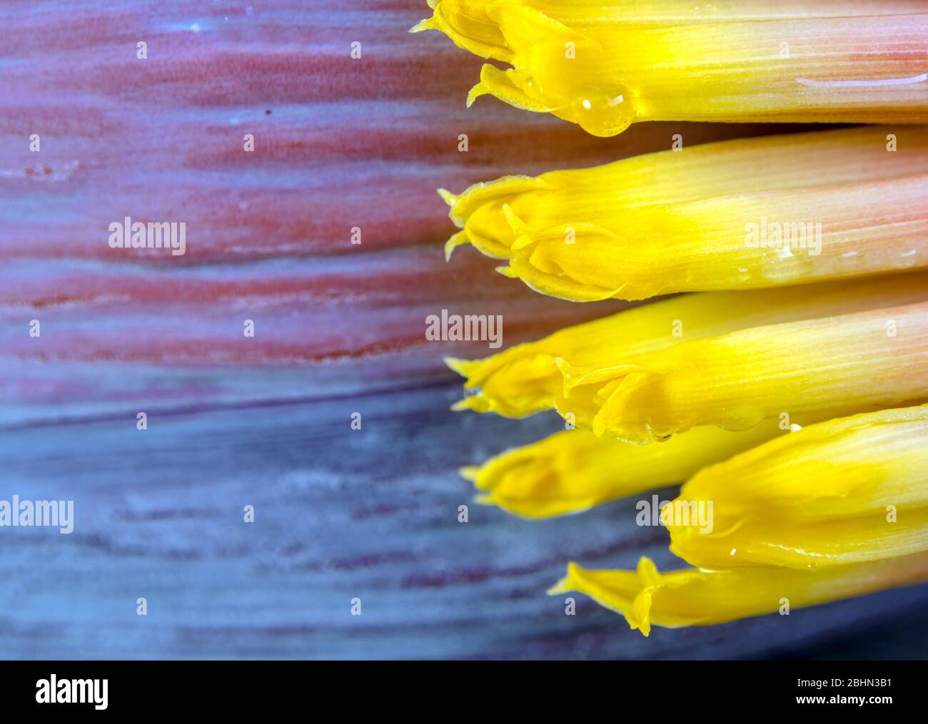 Texture and vivid color of Silver bluggoe banana blossom Stock Photo ...