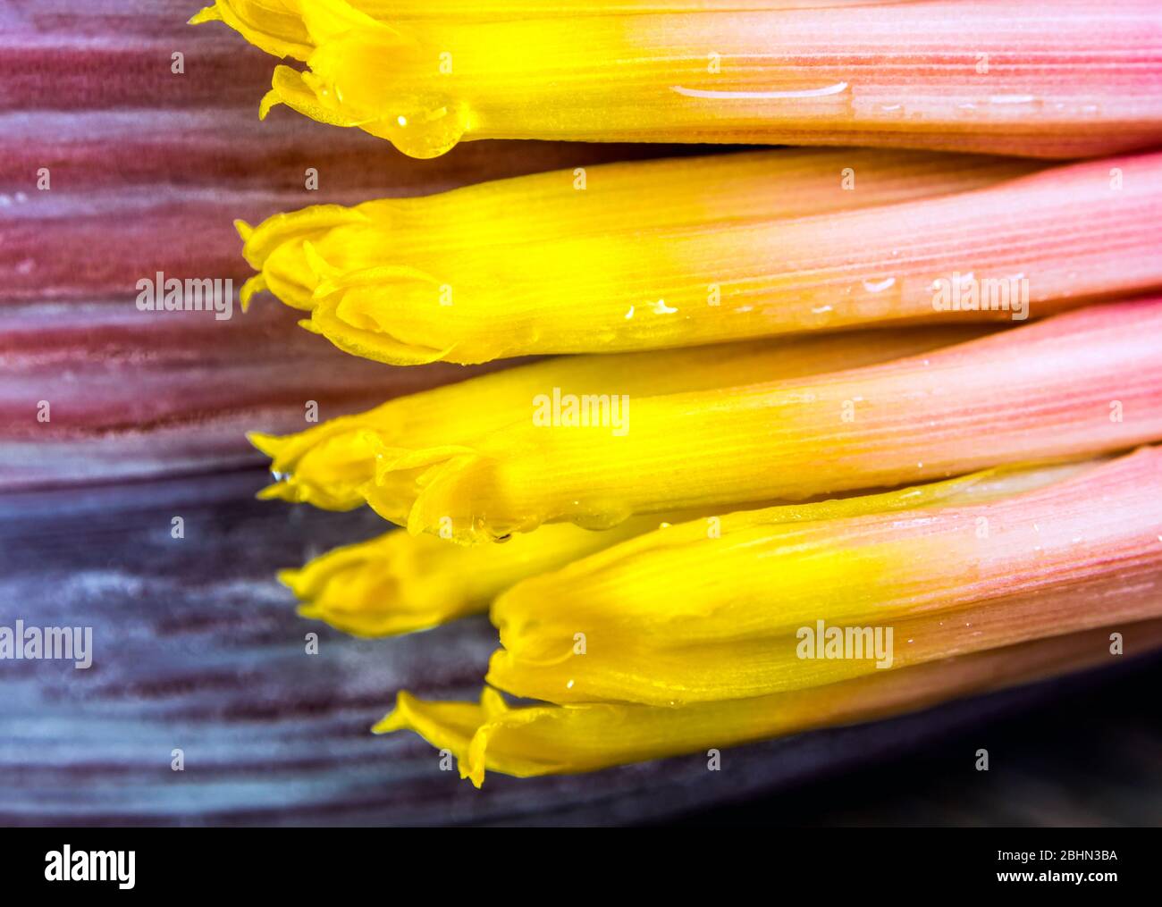 Texture and vivid color of Silver bluggoe banana blossom Stock Photo ...