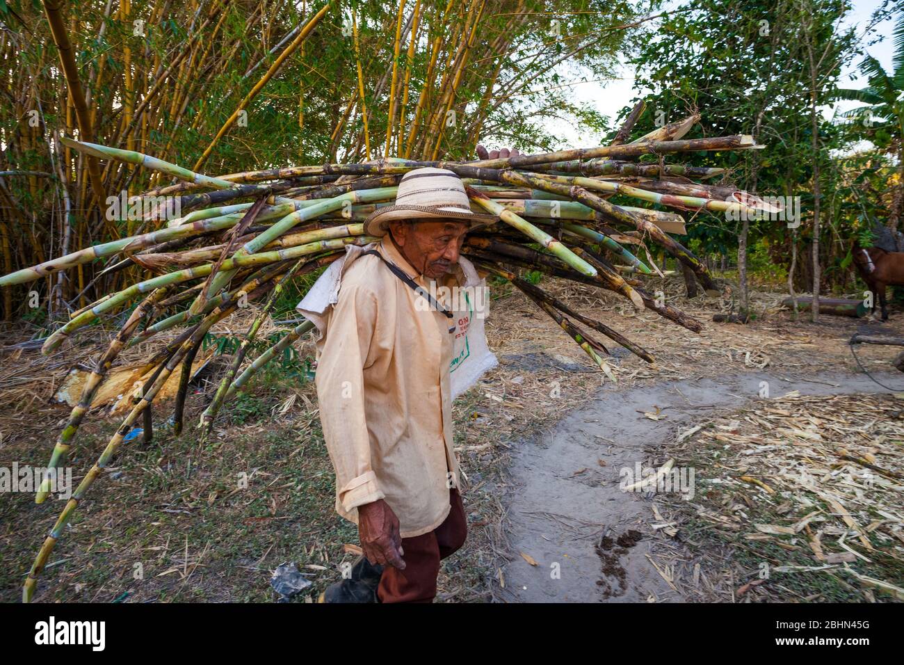Panamanian man with a load of sugarcane harvest in El Rosario, Cocle ...
