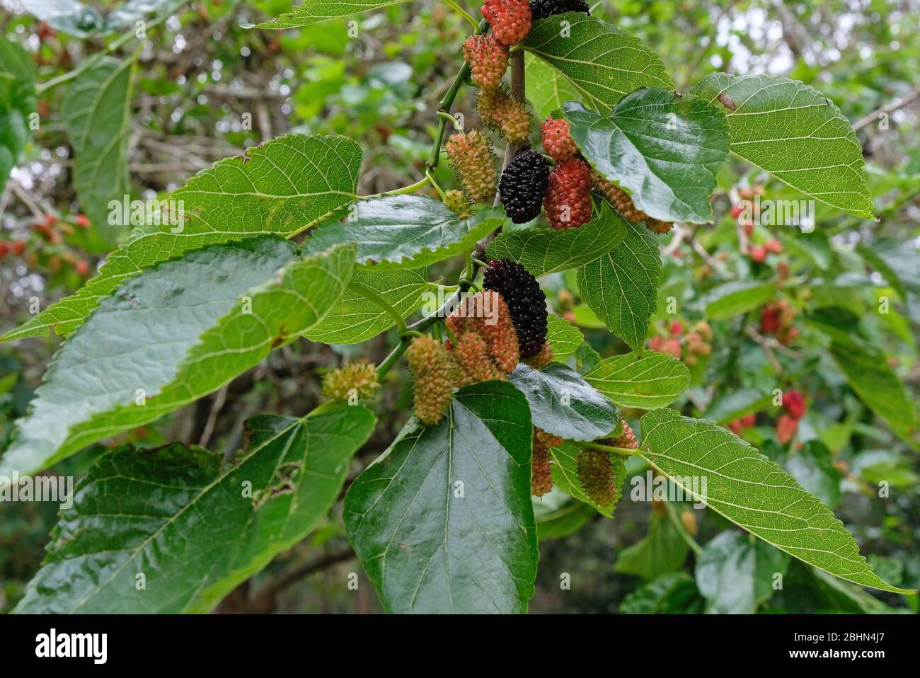 Mulberry tree fruits, at varying stages of development, surrounded by ...