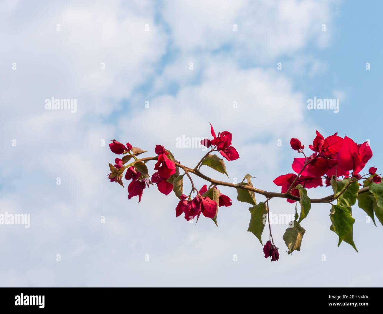 red flower front of cloud background Stock Photo - Alamy