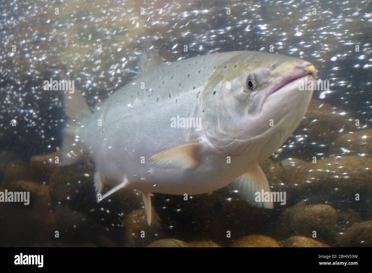 Salmon swimming underwater hi-res stock photography and images - Alamy