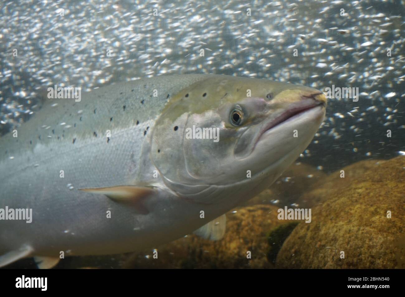 Salmon fish farm swimming hi-res stock photography and images - Alamy