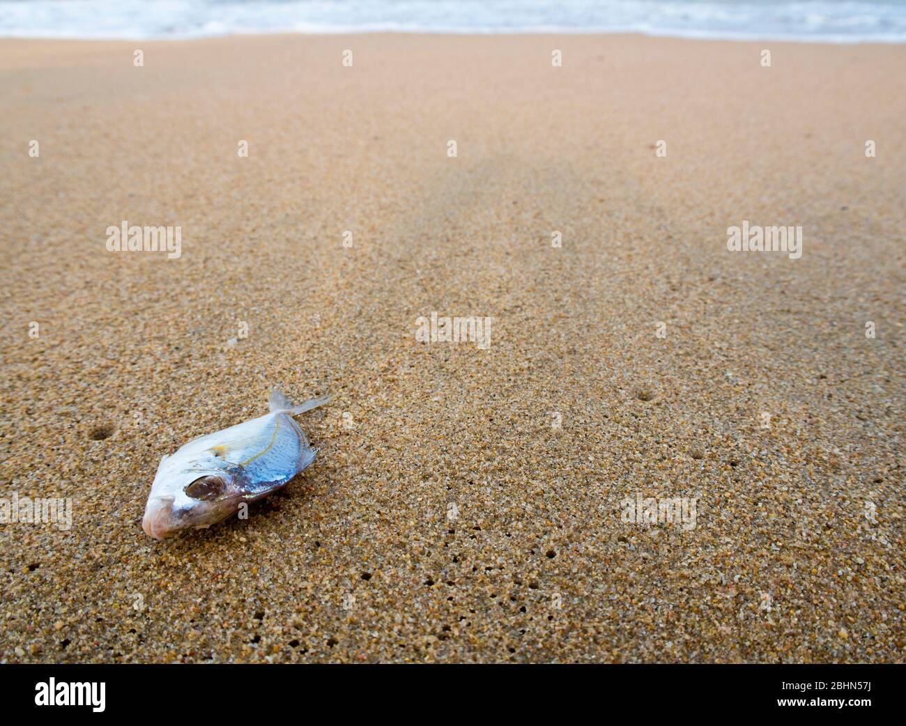 Dead fish on sand beach Stock Photo - Alamy