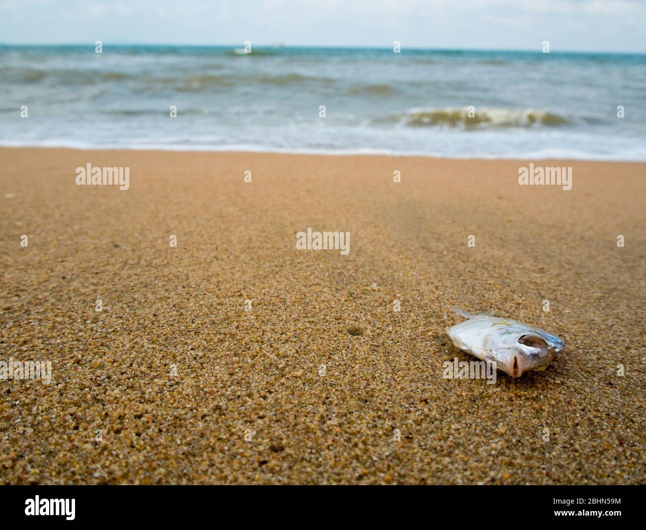 Fish head rotting hi-res stock photography and images - Alamy