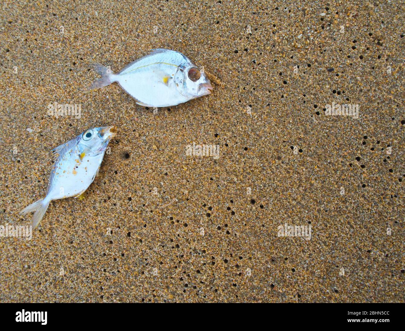 Dead fish on sand beach Stock Photo - Alamy