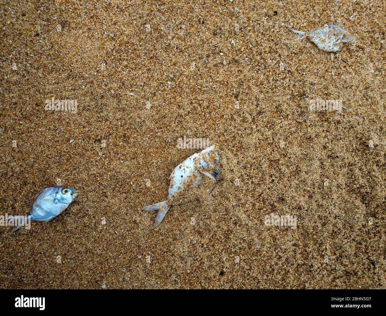 Dead fish on sand beach Stock Photo - Alamy