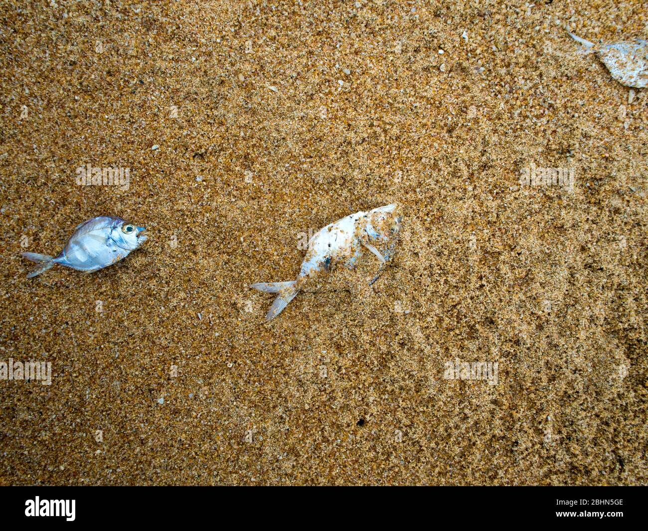 Dead fish on sand beach Stock Photo - Alamy
