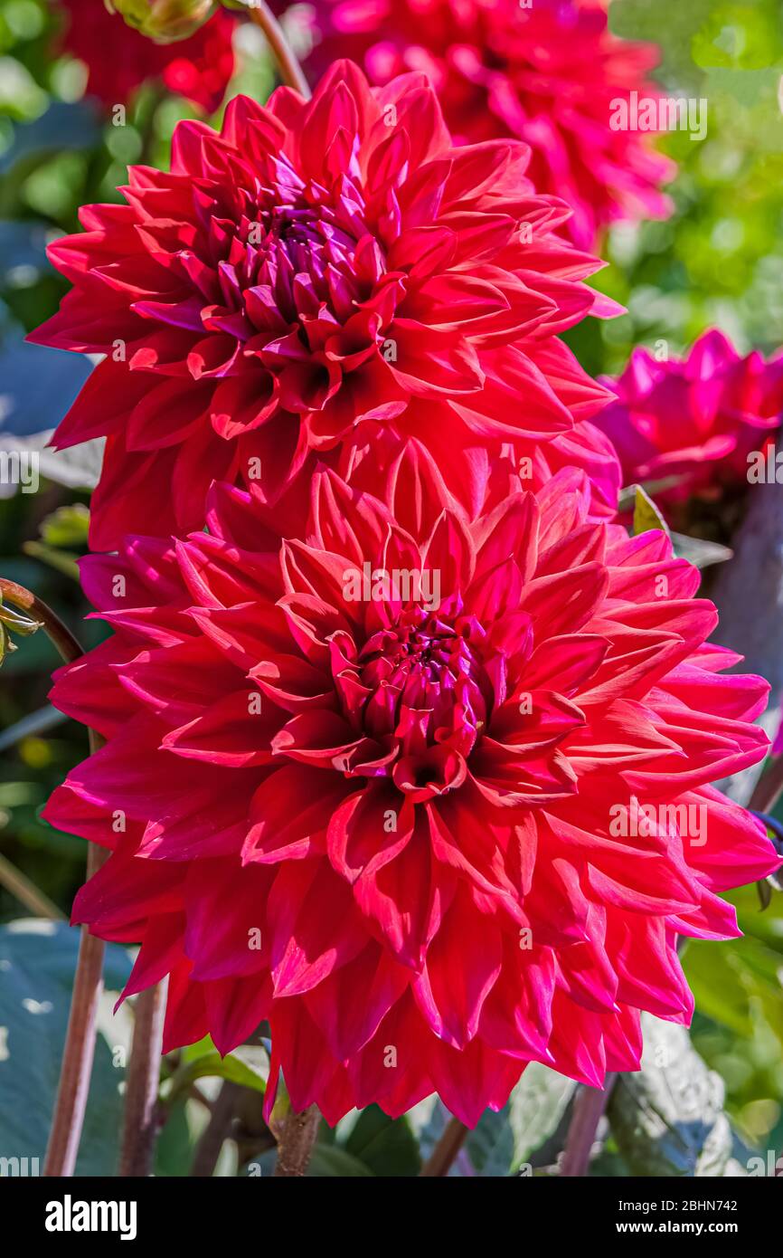 Perennial plants native to mexico hi-res stock photography and images ...