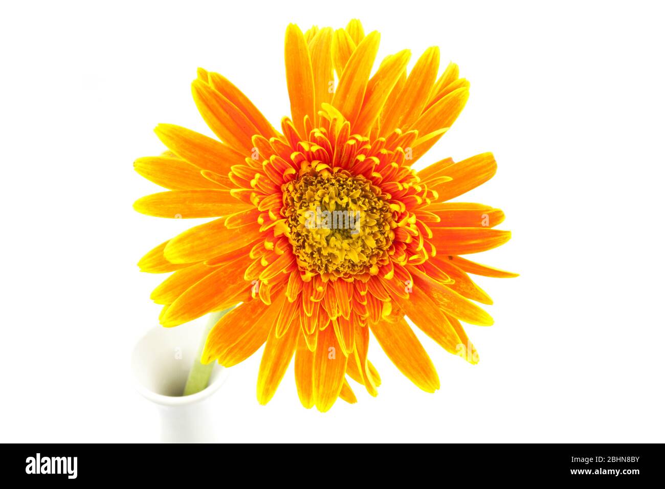 single gerbera flower yellow on vase isolated on white background Stock ...
