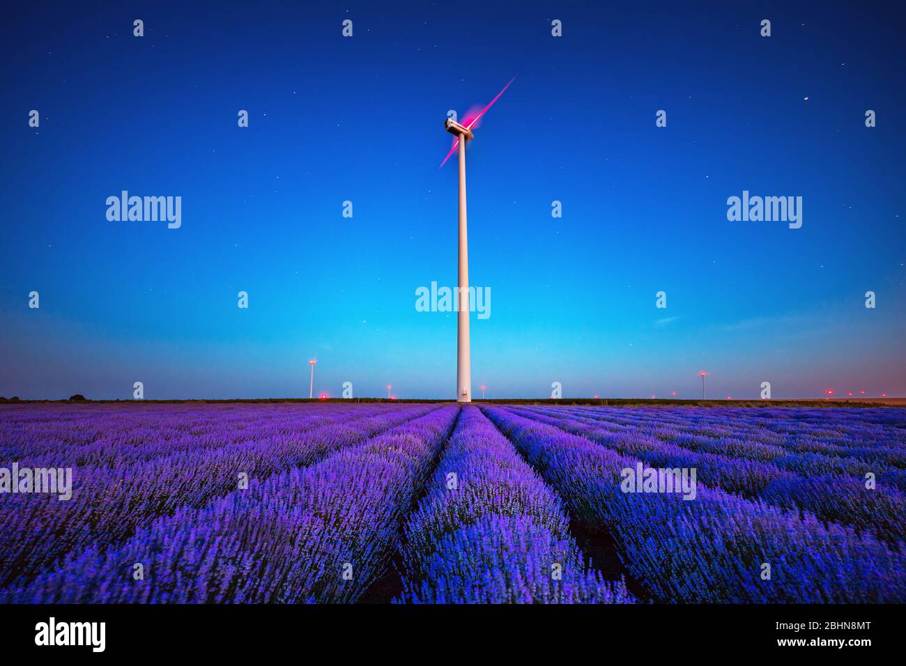 Lavender star flower hi-res stock photography and images - Alamy