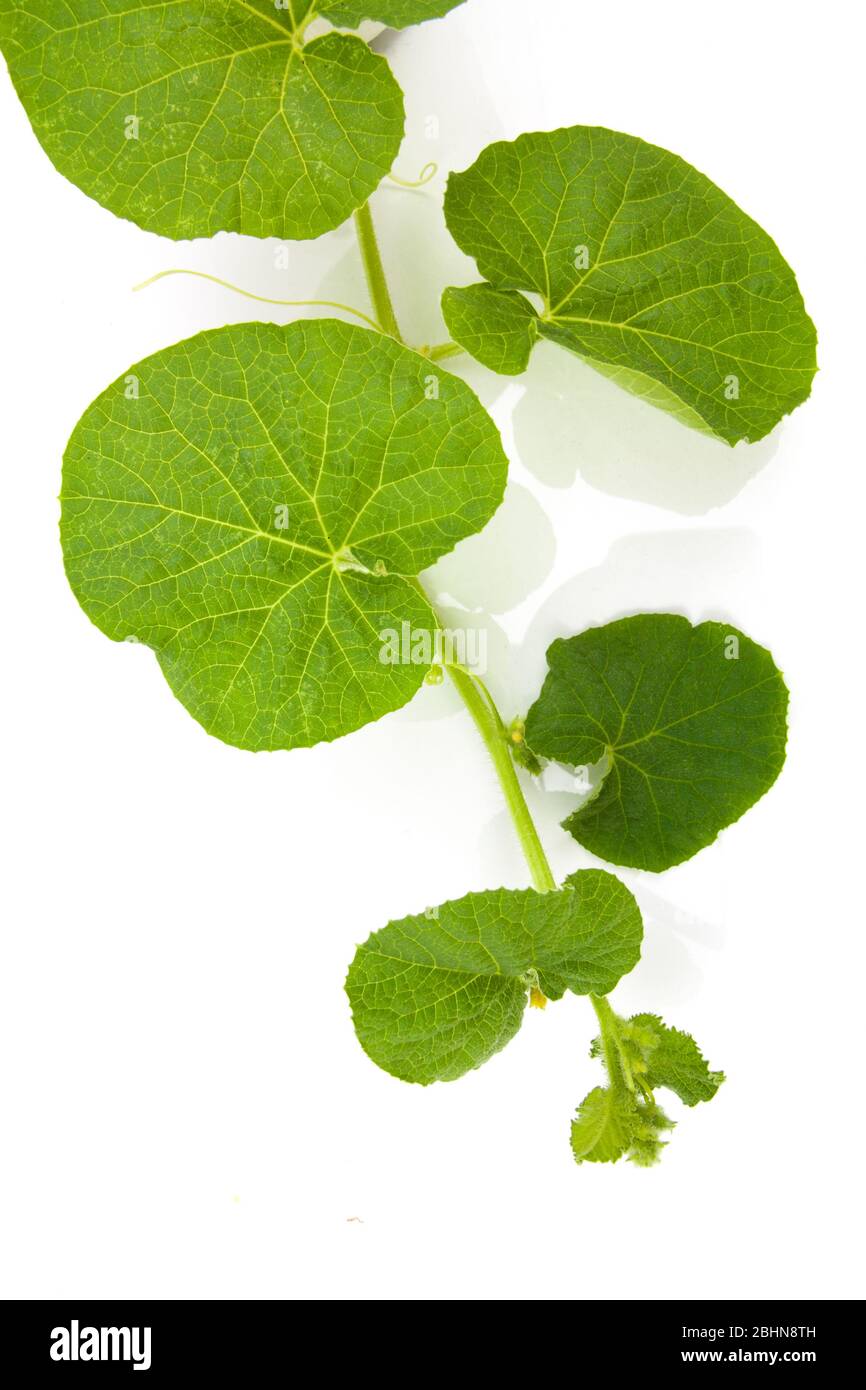 Melon tree on white background Stock Photo - Alamy
