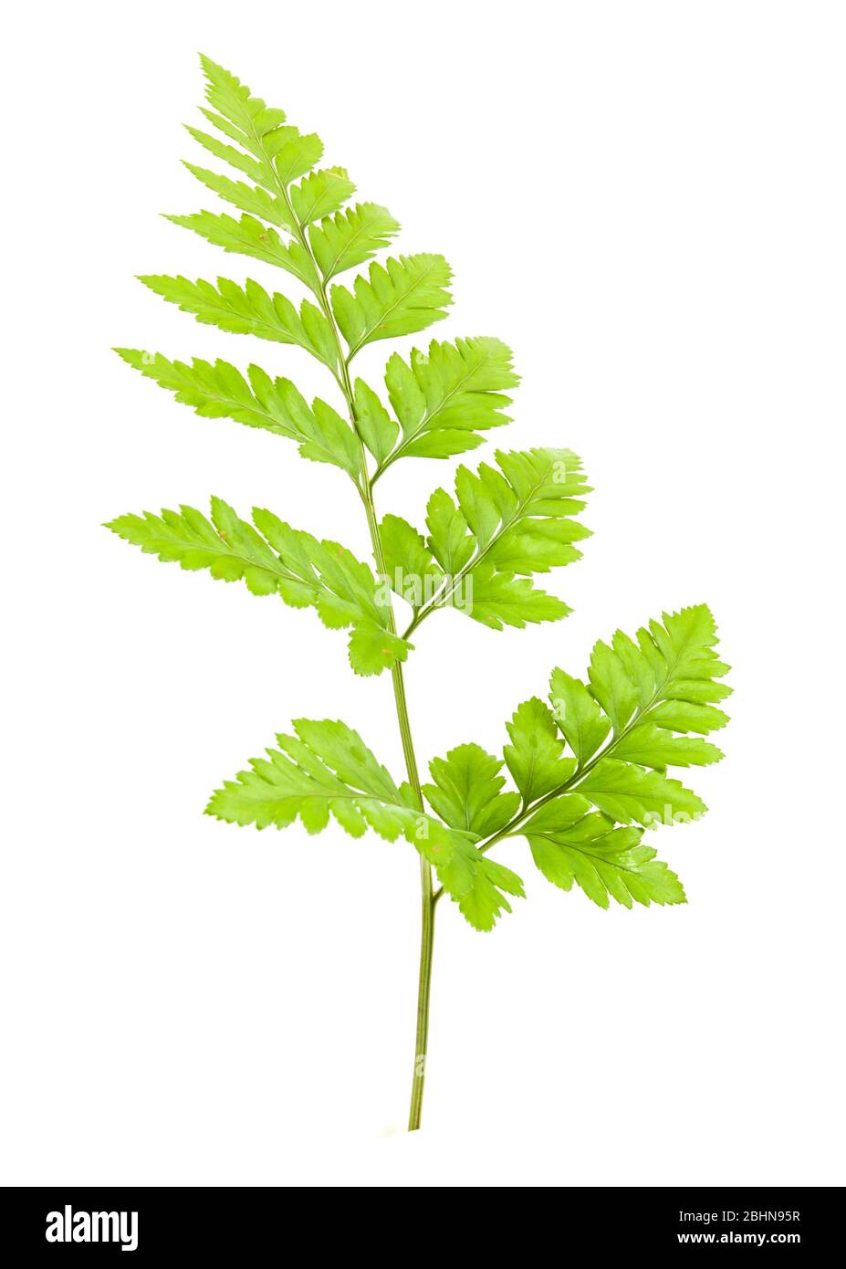 fern isolated on white background Stock Photo - Alamy