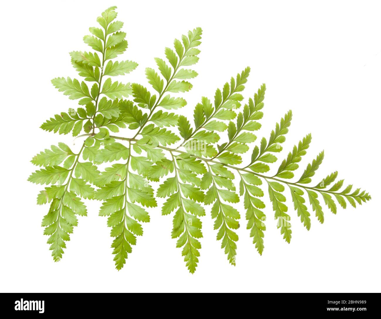 fern isolated on white background Stock Photo - Alamy