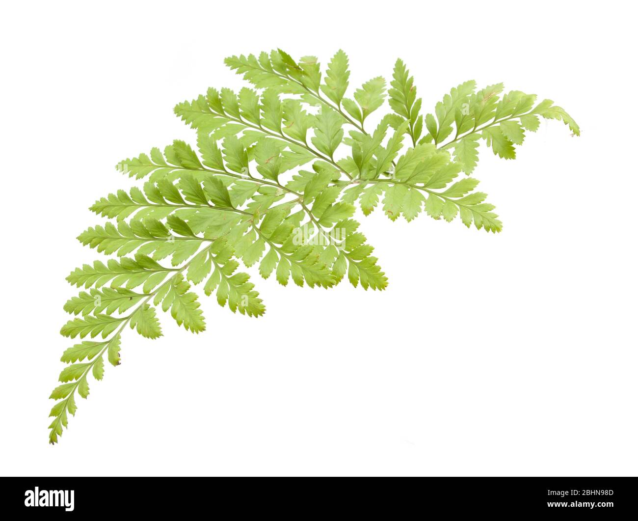 fern isolated on white background Stock Photo - Alamy