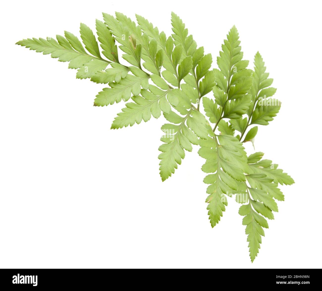 Fern leaf cactus Cut Out Stock Images & Pictures - Alamy