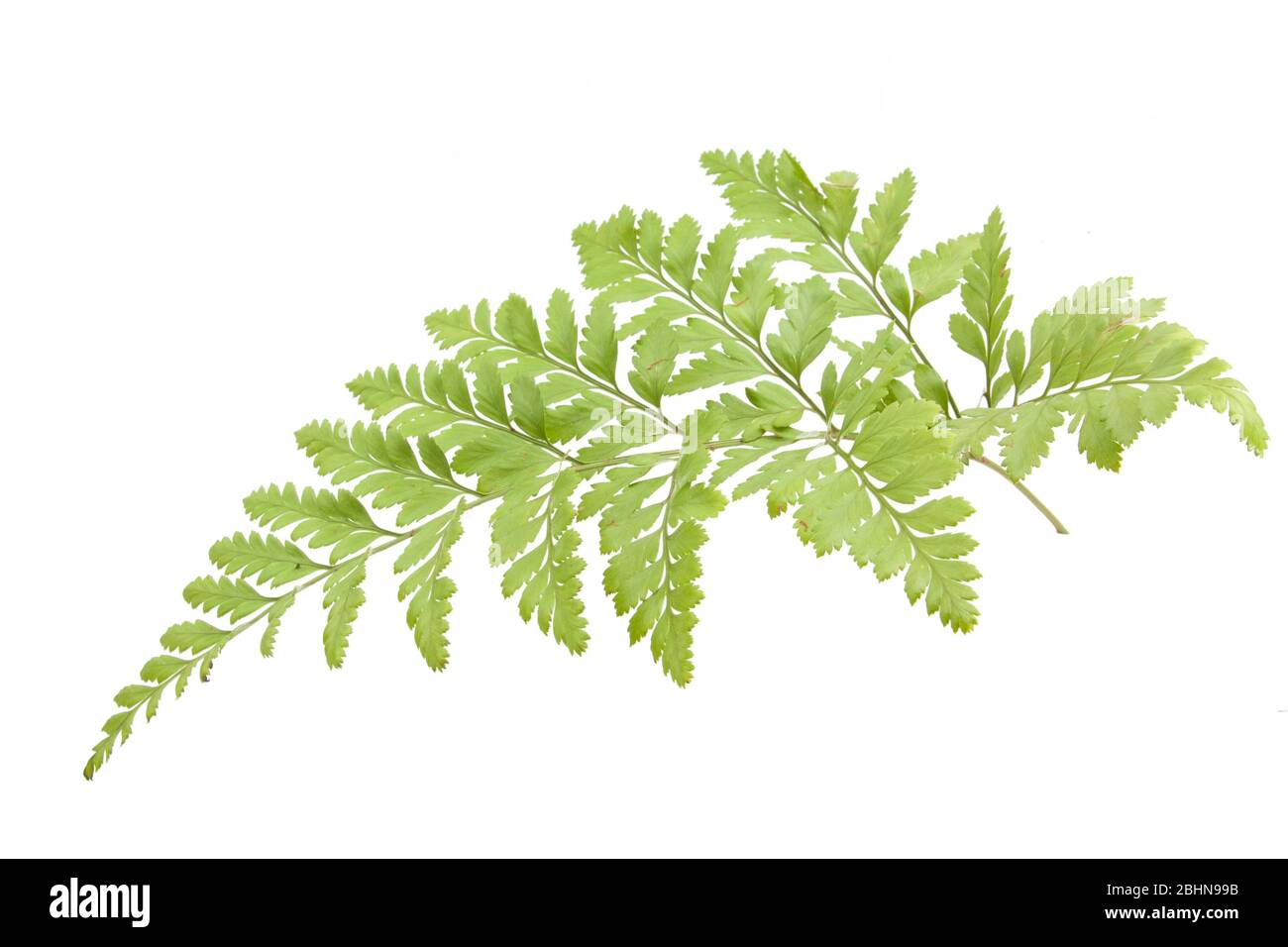 fern isolated on white background Stock Photo - Alamy