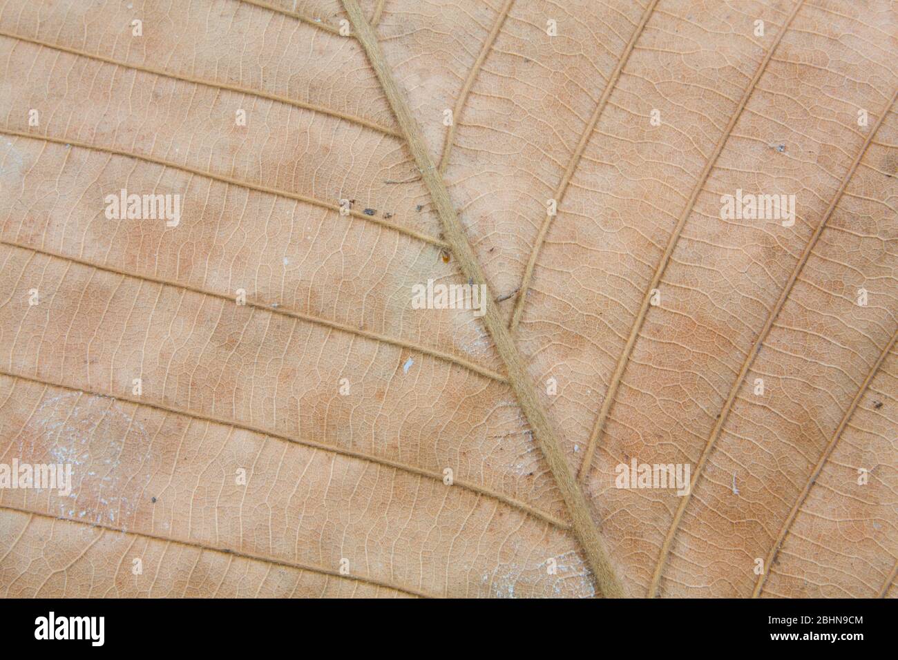 Dry leaf texture for pattern background Stock Photo - Alamy
