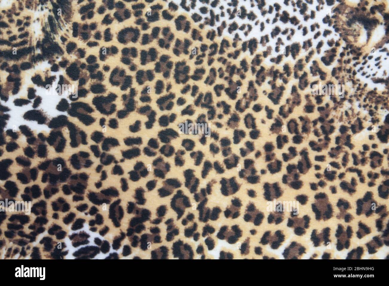 Real leopard skin hi-res stock photography and images - Alamy