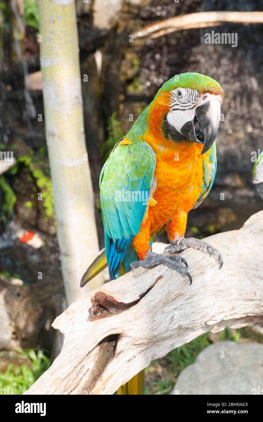 colourful parrot bird sitting on the perch Stock Photo - Alamy