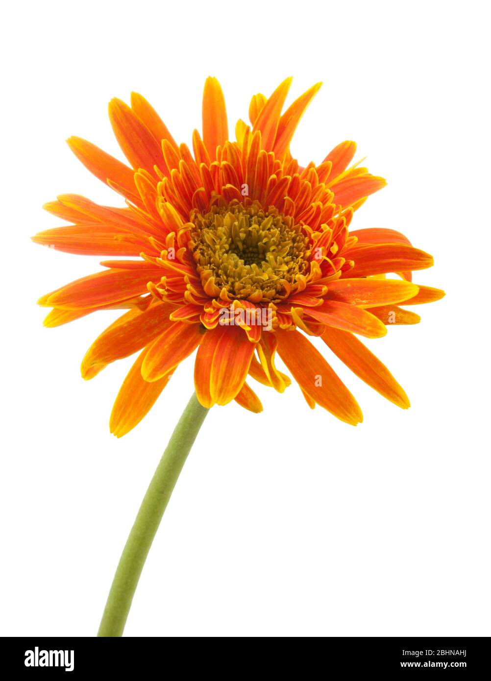 single gerbera flower yellow isolated on white background Stock Photo ...