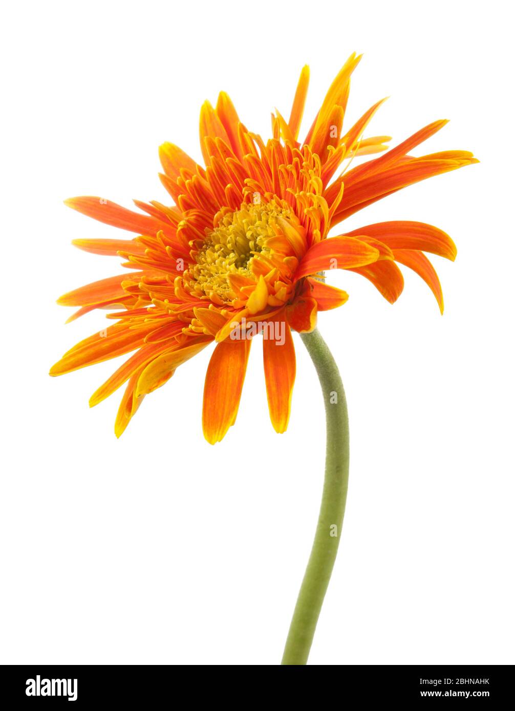 single gerbera flower yellow isolated on white background Stock Photo ...