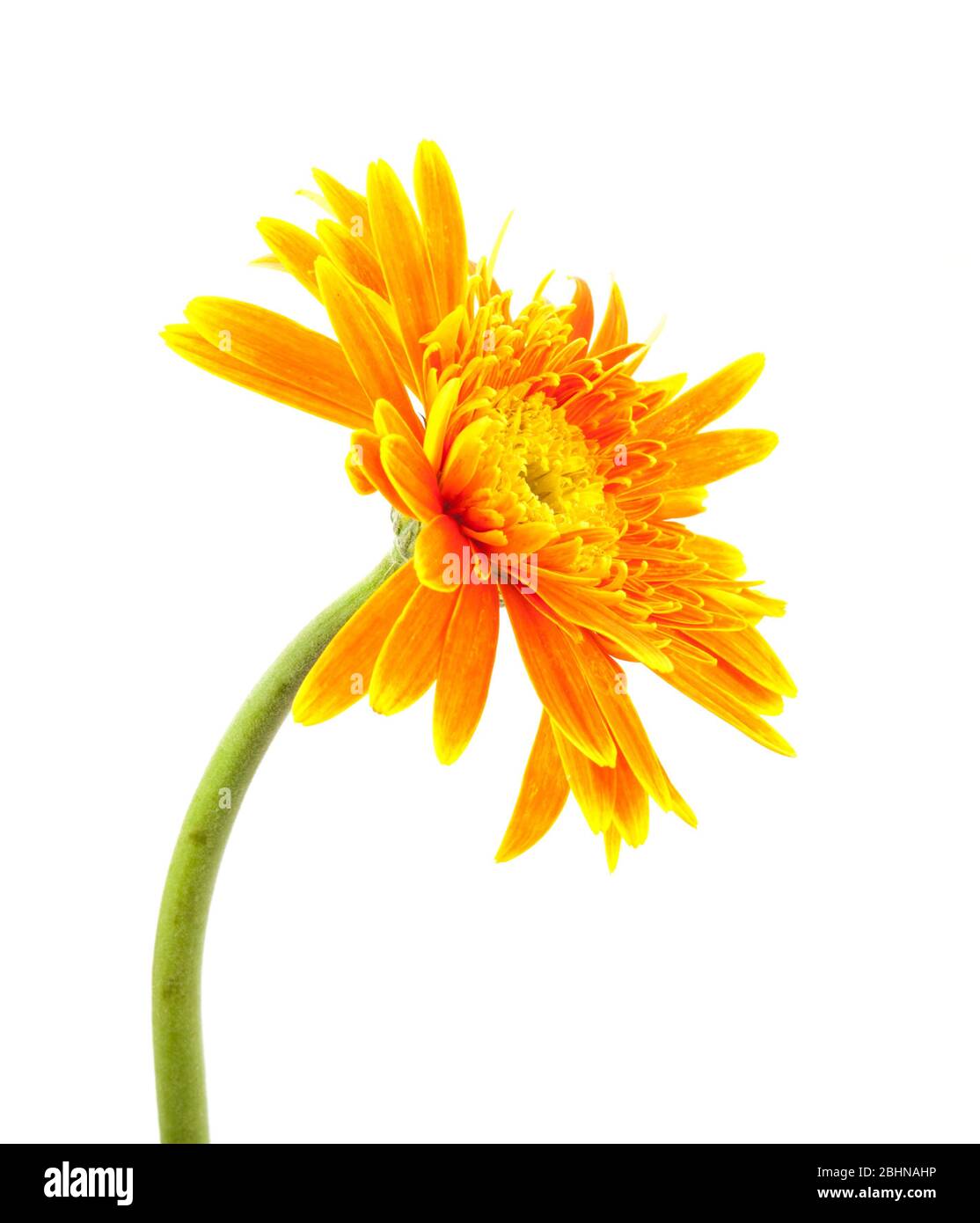single gerbera flower yellow isolated on white background Stock Photo ...