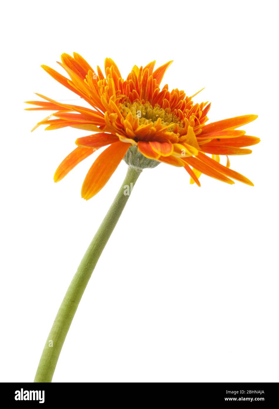 single gerbera flower yellow isolated on white background Stock Photo ...