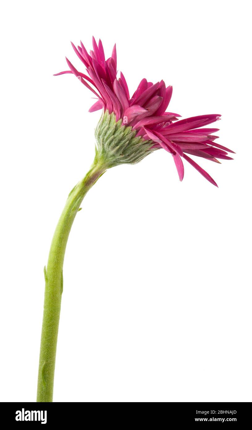 single gerbera flower pink isolated on white background Stock Photo - Alamy