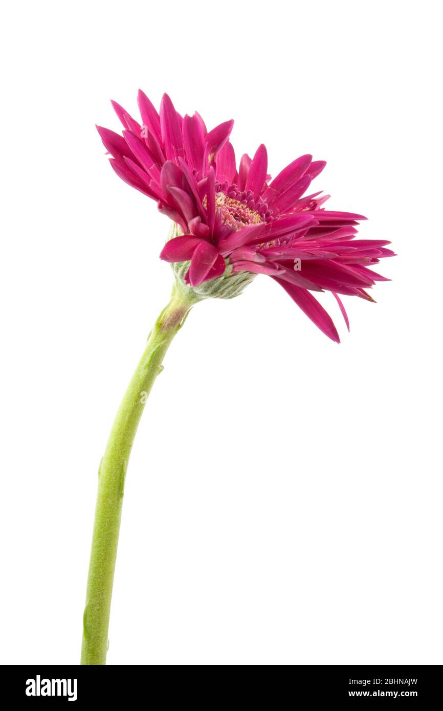 single gerbera flower pink isolated on white background Stock Photo - Alamy