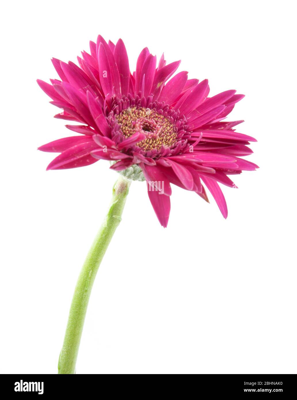 single gerbera flower pink isolated on white background Stock Photo - Alamy