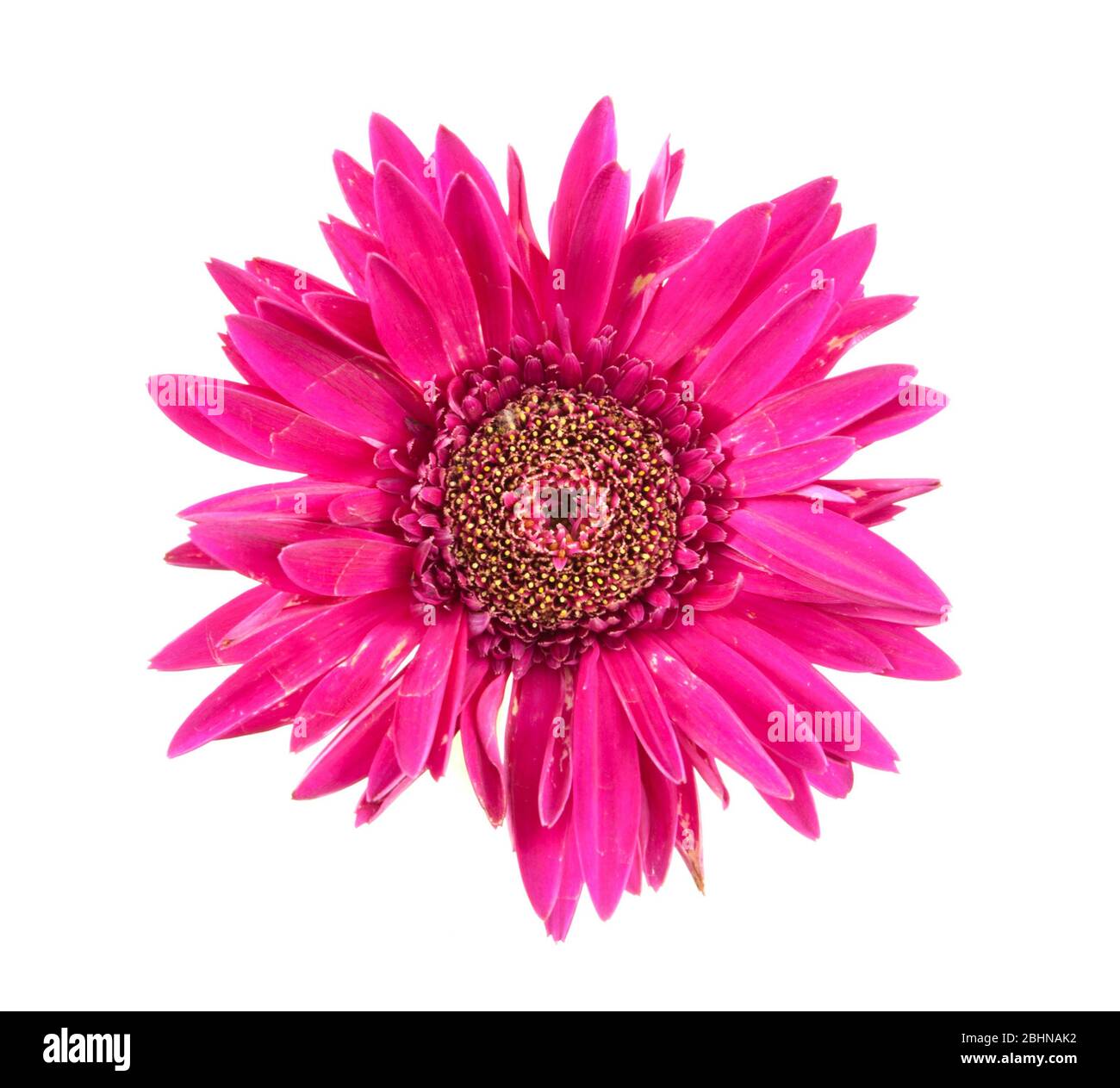 on top single gerbera flower pink isolated on white background Stock ...