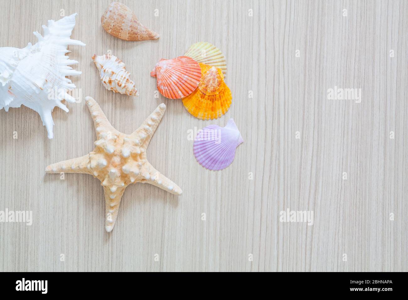 beautiful sea background shells on a light wooden boards empty Stock ...