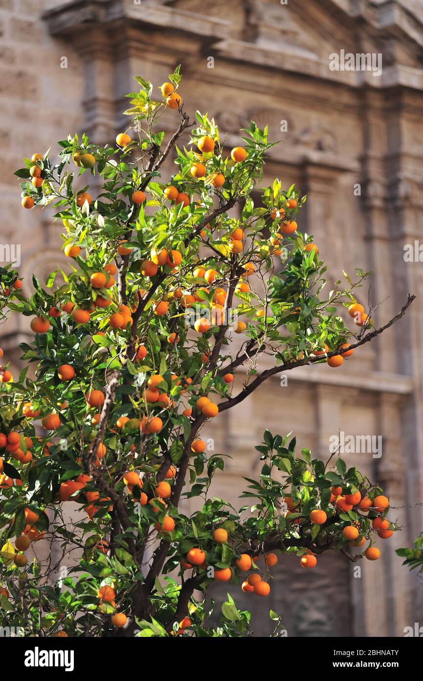 VALENCIA, SPAIN - JANUARY 20, 2010: orange trees in the city in front ...