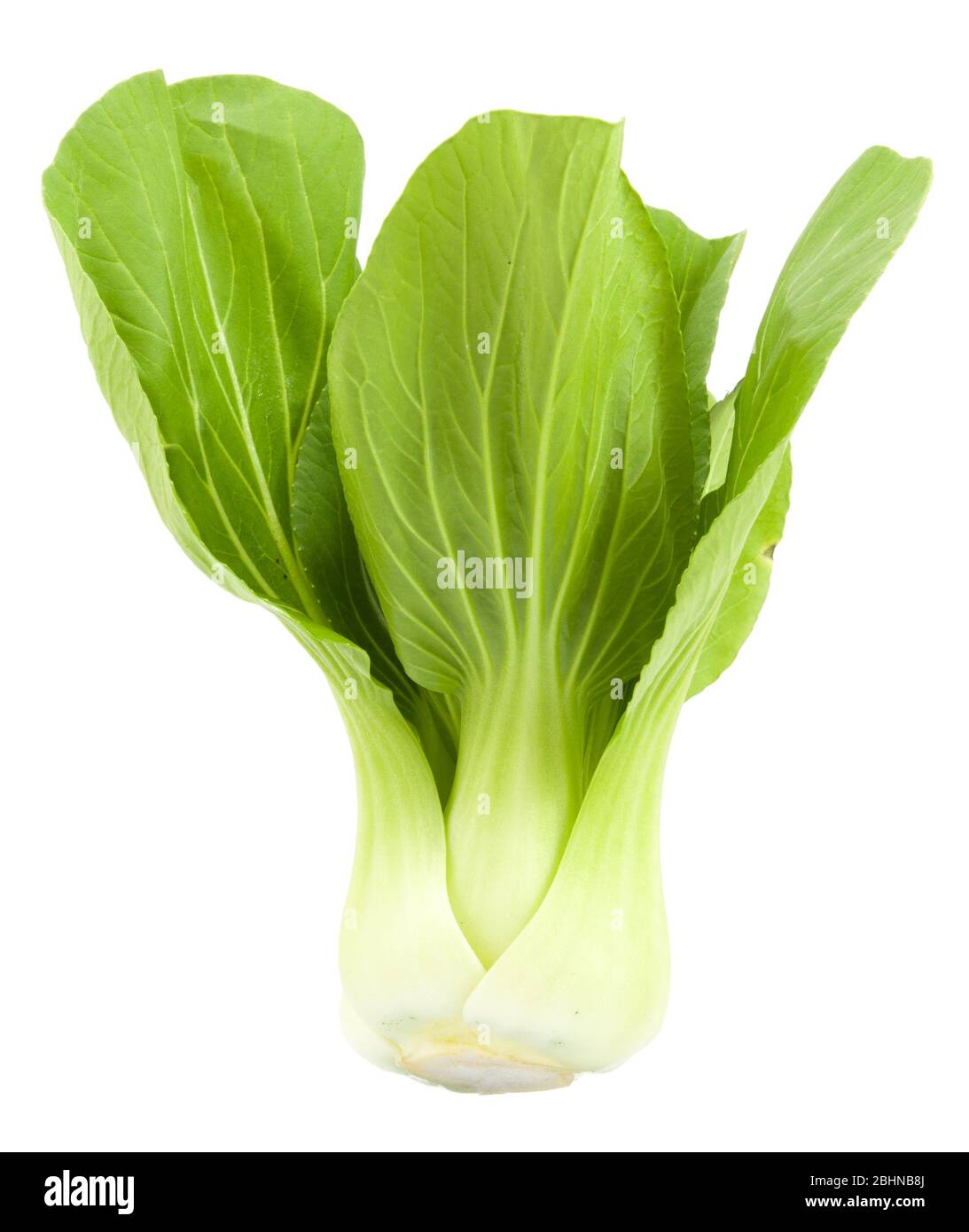 Baby Pak Choy (Chinese Cabbage) on white Stock Photo - Alamy