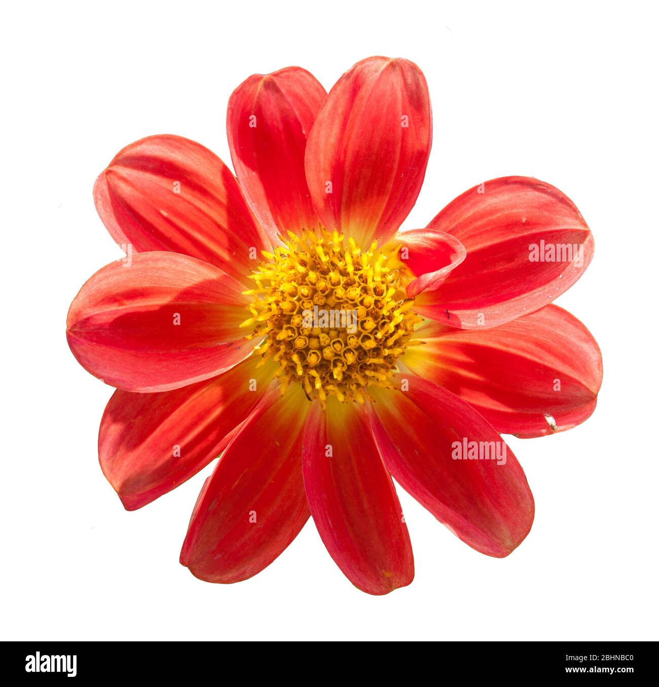 mona lisa flower red flower spring flower isolated on white background ...