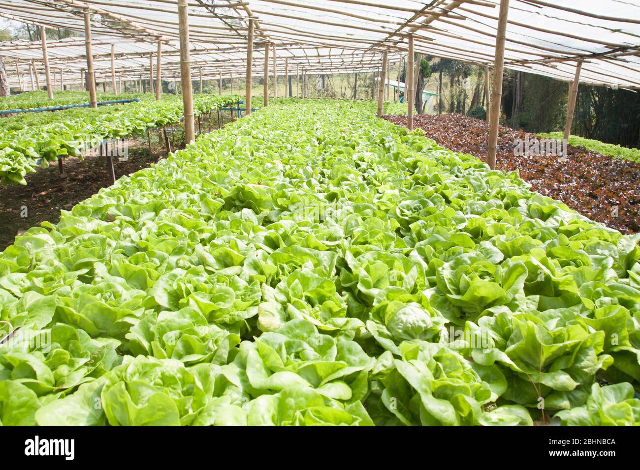 hydroponic vegetable is planted in a garden Stock Photo - Alamy