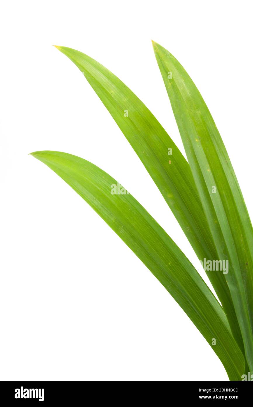 closeup green fresh pandan leaves thai herbal isolated Stock Photo - Alamy