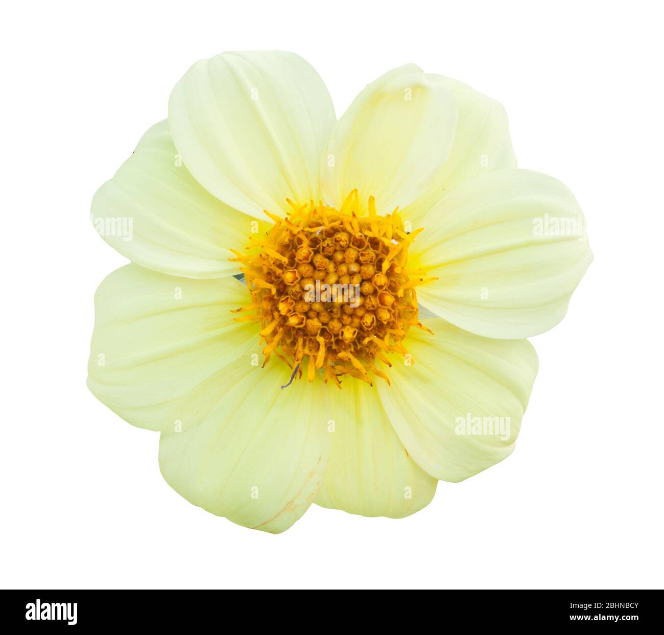 yellow flower isolated on white background Stock Photo - Alamy