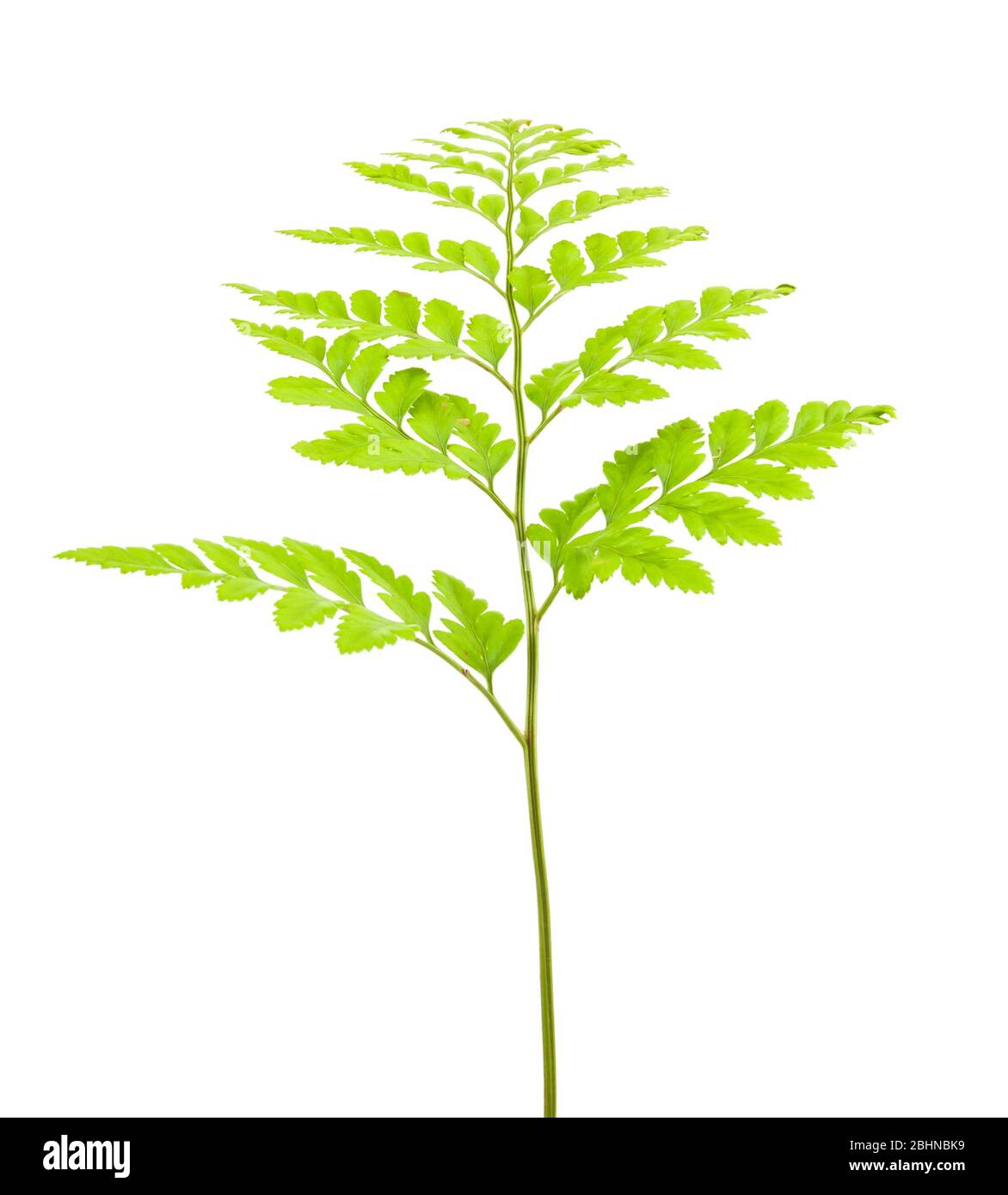 fern isolated on white background Stock Photo - Alamy