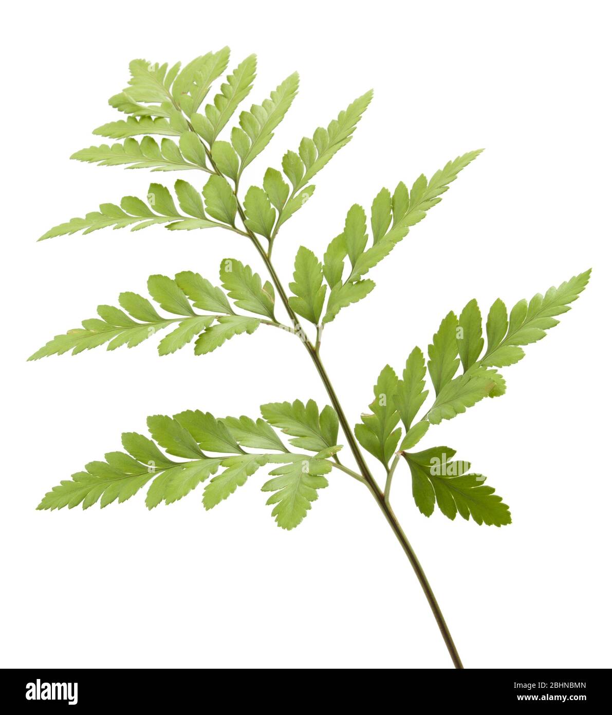 fern isolated on white background Stock Photo - Alamy